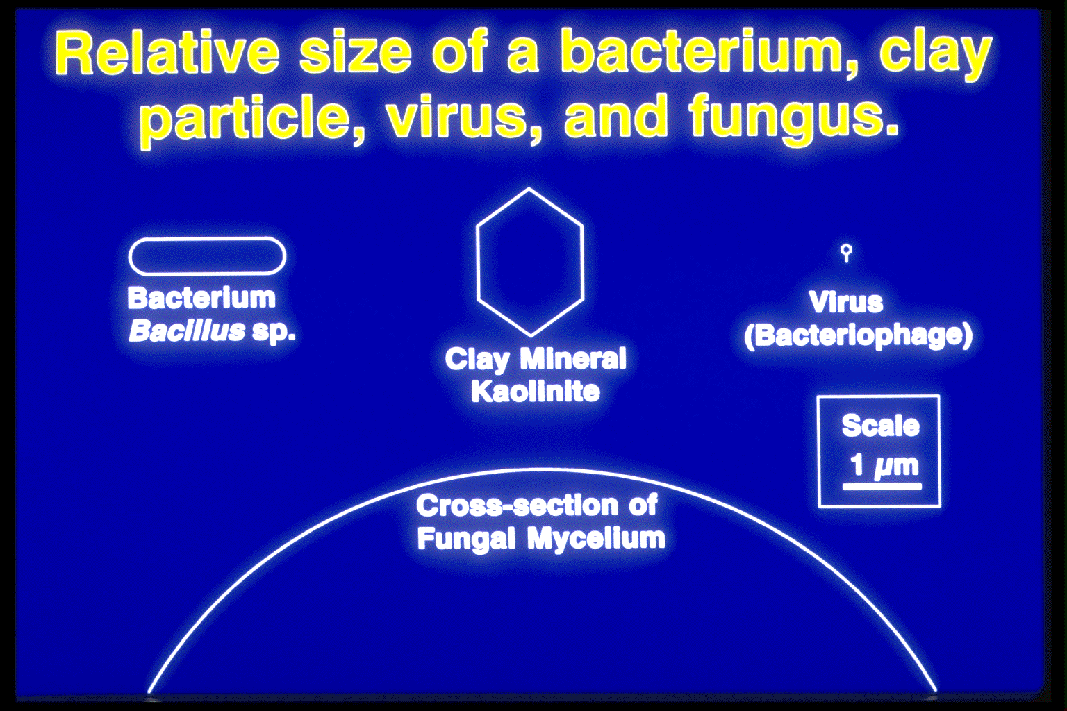 electron micrograph of bacterial cells on clay particles