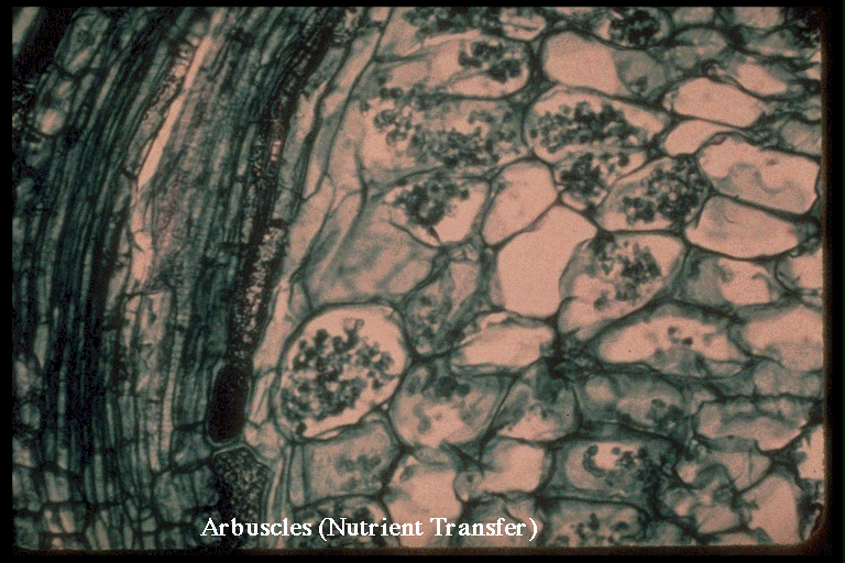 ii. Endomycorrhizae form structures that penetrate into the plant root ...
